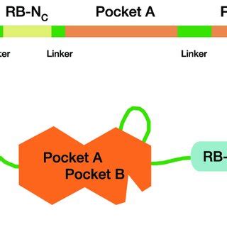 Protein Domains Of PRB Schematic Image Of PRB According To Dick And Download Scientific