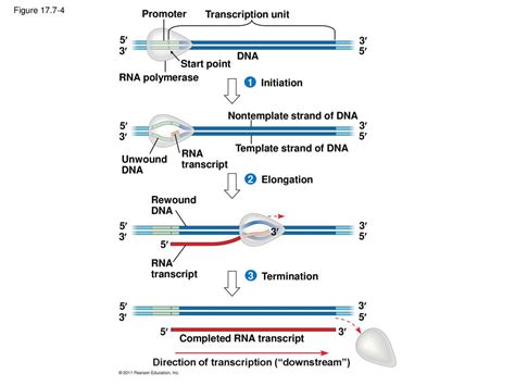 Chapter 17 From Gene To Protein Ppt Download