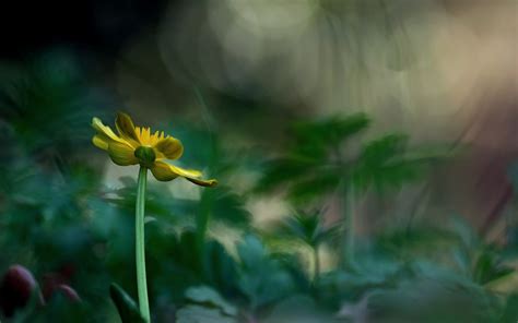 배경 화면 꽃 노랑 매크로 1680x1050 Wallhaven 1039470 배경 화면 Wallhere