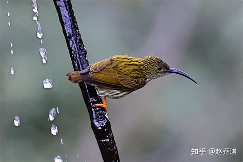 保山观鸟记 知乎