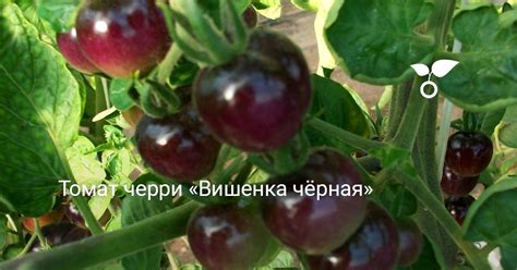 Томат черри «Вишенка чёрная» — Ботаничка