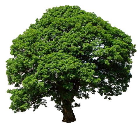 Free Photo Isolated Tree Digitalart Flower Isolated Free