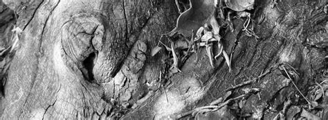 Exploring Tree Bark Textures 4 Anmar