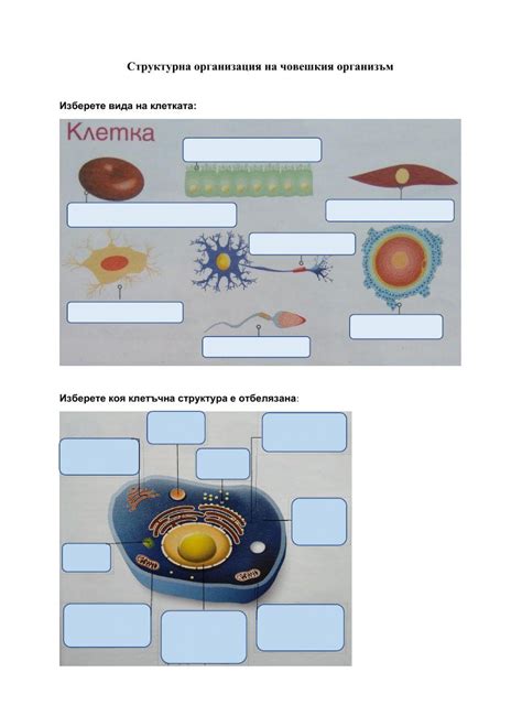 Структурна орга… Free Interactive Worksheets 203927