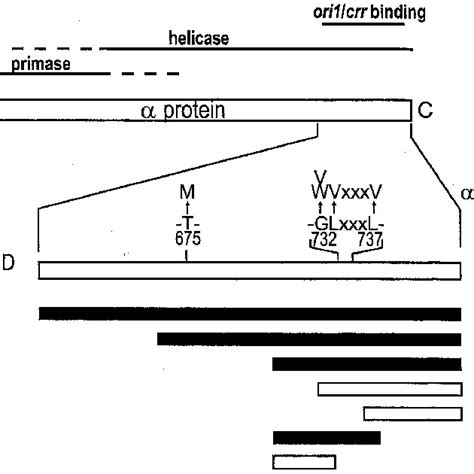 Identification Of The α Dimerization Domain Schematic Representation