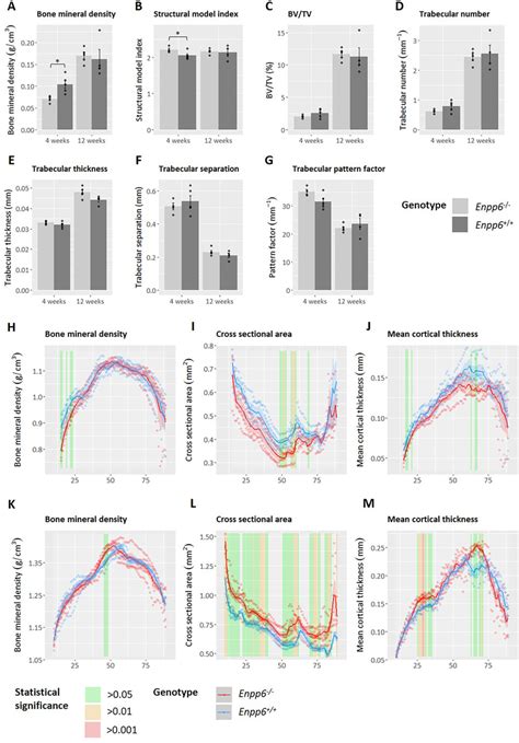 Micro‐computed Tomography Analysis Of Trabecular Bone In Enpp6 Wt And Download Scientific