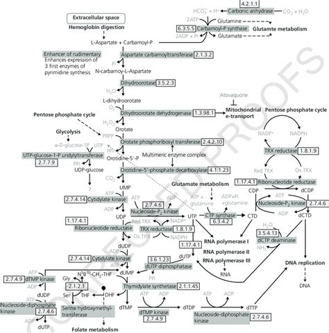 23 Pyrimidine Biosynthesis Pyrimidine Nucleoside Synthesis Is