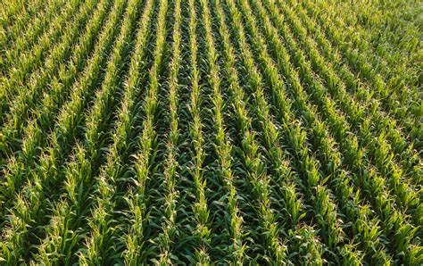 Agriculture Imaging Sensor Market Outlook 2025 2034