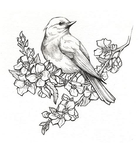 Bird On Branch Drawing At GetDrawings Free Download