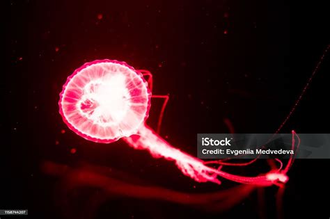 수족관 수영장에서 수영하는 형광 해파리 빛나는 해파리와 투명 해파리 수중 샷 해파리 수영 루프 레드 고여 있는 물에 대한 스톡 사진 및 기타 이미지 Istock