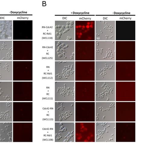 Quantification Of The Doxycycline Inducible Expression Level Of Download Scientific Diagram