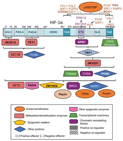 Transcriptional Response To Hypoxia The Role Of Hif 1 Associated Co