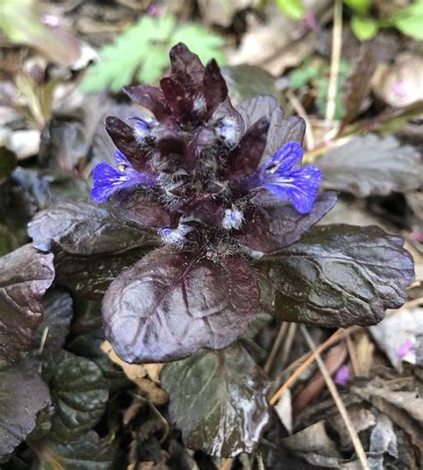 Ajuga Reptans Black Scallop Da Barn