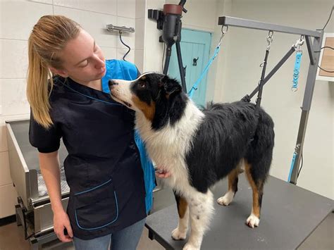 Angstige Honden De Website Van Djangos Trimsalon