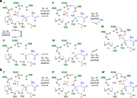 Schematic Representation Of The Intermediate Steps In The Catalysis Of