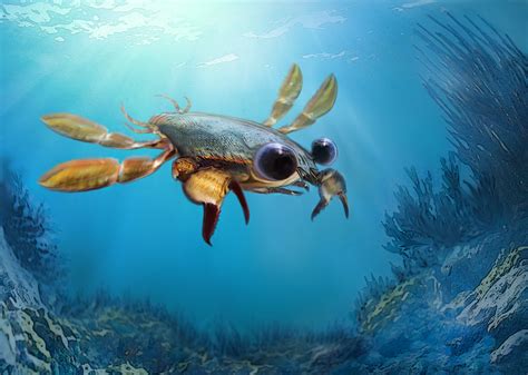 Scientists Unearth Utterly Bizarre Chimera Crab Fossil Faculty Of Science