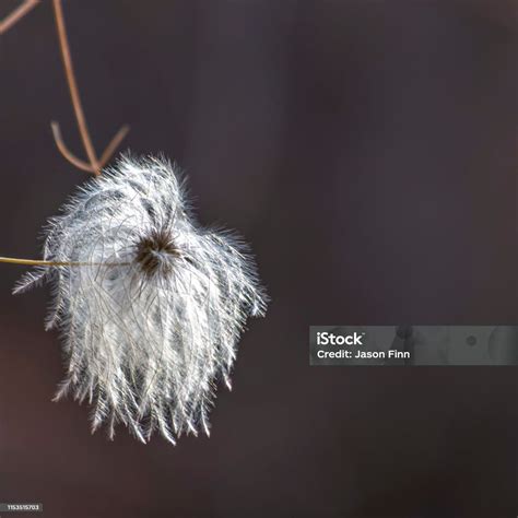 흐린 배경에 대해 고립 된 갈색 잎이 있는 식물의 사각 흰색 꽃 0명에 대한 스톡 사진 및 기타 이미지 0명 꽃 나무 꽃 식물 Istock