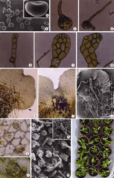 Spore Structure Sex Organs And Different Developmental Stages Of M