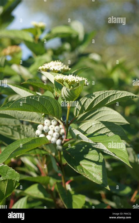 Siberian dogwood Stock Photo - Alamy
