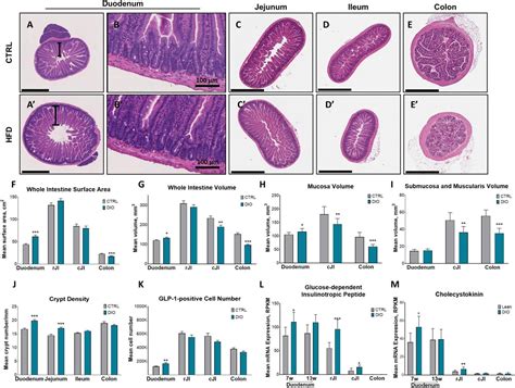 Duodenum Jejunum Ileum Histology