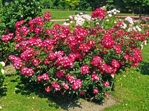 Роза Букаву Фото И Описание Отзывы – Telegraph