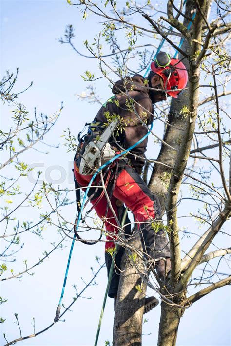 Pruning A Tree Stock Image Colourbox