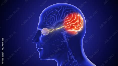 The Optic Nerve And Its Visual Link To The Brain 3d Illustration Stock Illustration Adobe Stock