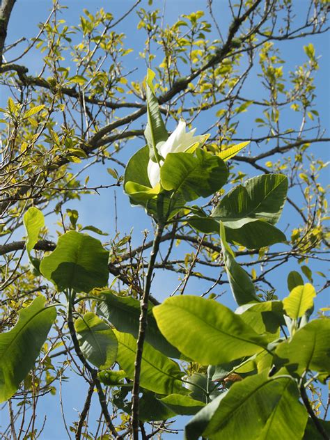 21st May The Garden Diary