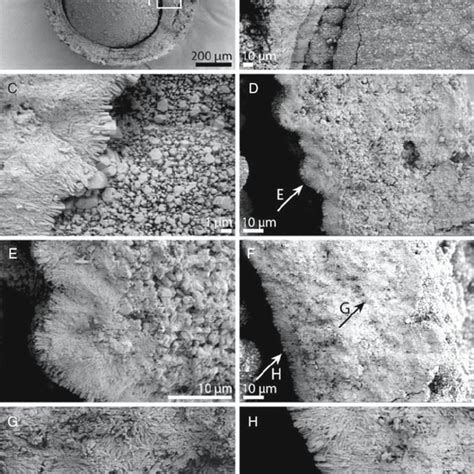 Pdf Microfossil Phosphatization And Its Astrobiological Implications