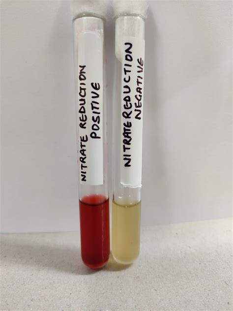Nitrate Reduction Test E Coli