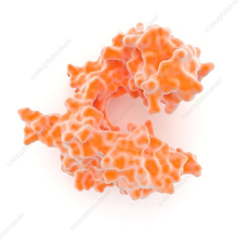 Dna Polymerase Molecule Stock Image F0076422 Science Photo Library