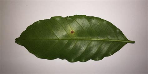 Detection Diseases In Leafs Object Detection Dataset And Pre Trained Model By Jonatan Fragoso