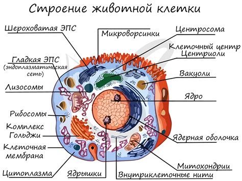 Органоиды клетки подготовка к ЕГЭ по биологии