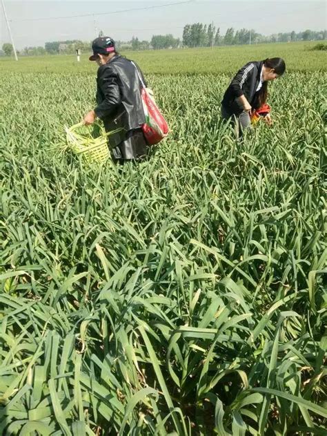 蒜你狠？vs蒜你完？ 每日頭條