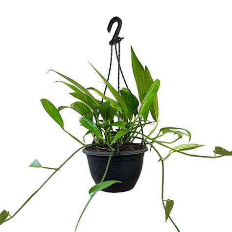 Silver Leaf Pothos Epipremnum Amplissimum 200mm Hb The Jungle