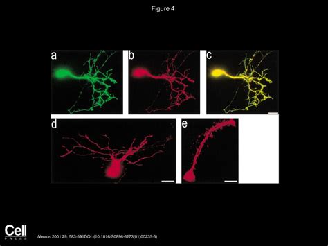 Single Cell Electroporationfor Gene Transfer In Vivo Ppt Download