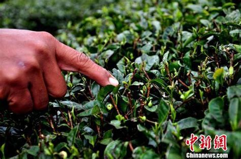 湖北深山茶農用豆漿澆灌茶葉 培育紅茶 每日頭條