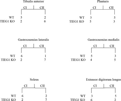 Hierarchical Ascending Classification Hac Of The Six Muscles As A Download Scientific Diagram