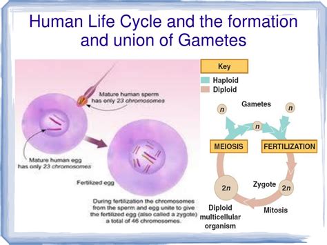 Ppt Meiosis Genes Chromosomes And Traits Powerpoint Presentation