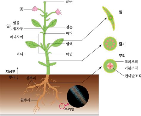 생물학 03 1 식물 식물의 구조 용어 정리 식물의 생장 네이버 블로그
