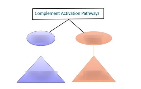Complement Activation Pathways Diagram Quizlet