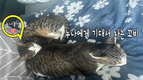 누나 엉덩이 베고 자는 꼬비 YouTube