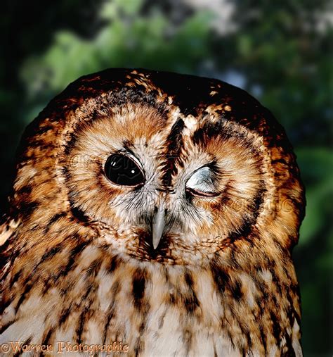 Winking Tawny Owl photo WP00210