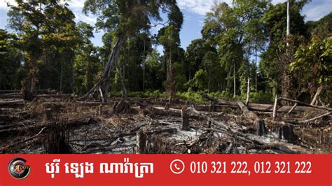 Eu ចេញច្បាប់ហាមប្រាម មិនឱ្យមានការនាំចូលផលិតផល ទាក់ទងនឹងការបំផ្លាញព្រៃឈើ ចូលតំបន់អឺរ៉ុប