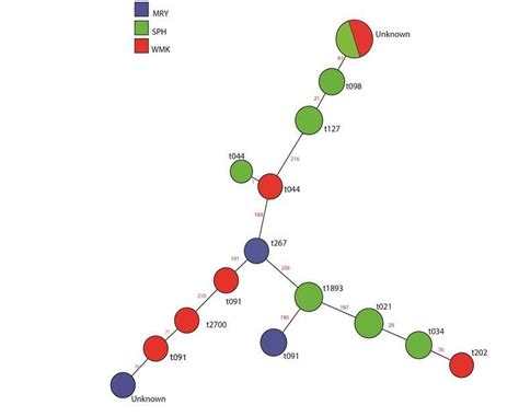 Minimum Spanning Tree Showing The Relationship Of The Hospital Isolates Download Scientific