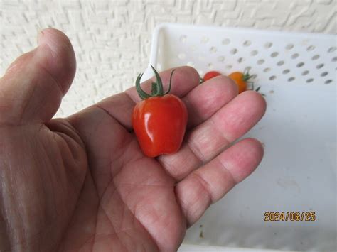 ミニトマトの初収穫大玉トマトが色づいてきた kazuちゃんの田舎暮らしお米と野菜の自給自足
