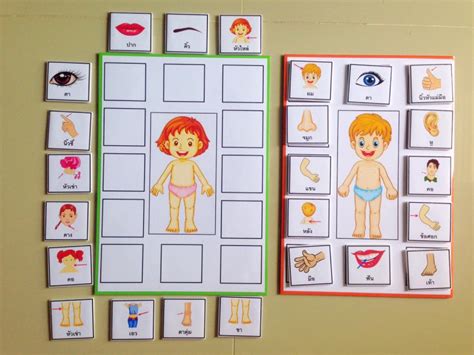 สื่อปฐมวัย หมวดร่างกาย 420