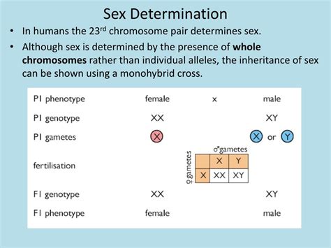 PPT Genetics Revision PowerPoint Presentation Free Download ID 6900093