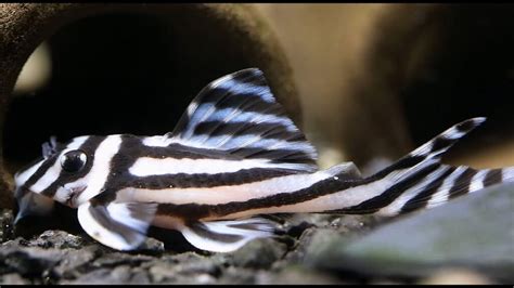 Types Of Plecos Which One Is Right For Your Aquarium Tank Care Guide