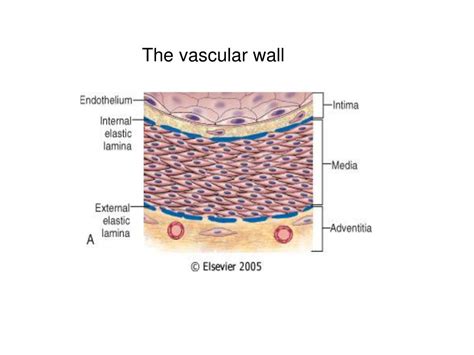 Ppt Heart Powerpoint Presentation Free Download Id5741207